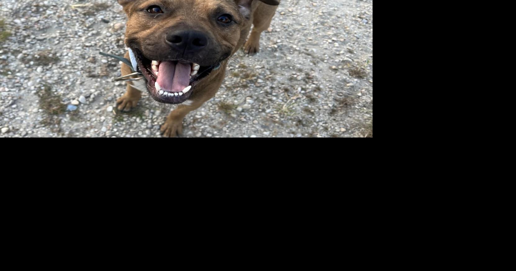 Pet of the Week: Capps | Features | thepilot.com