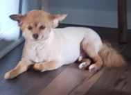 Lost Dog, Pomeranian in Cameron UPDATE: FOUND | Pets | thepilot.com