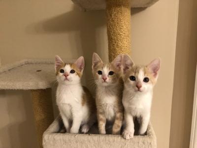 Pet of the Week: Boy Trio | Features | thepilot.com