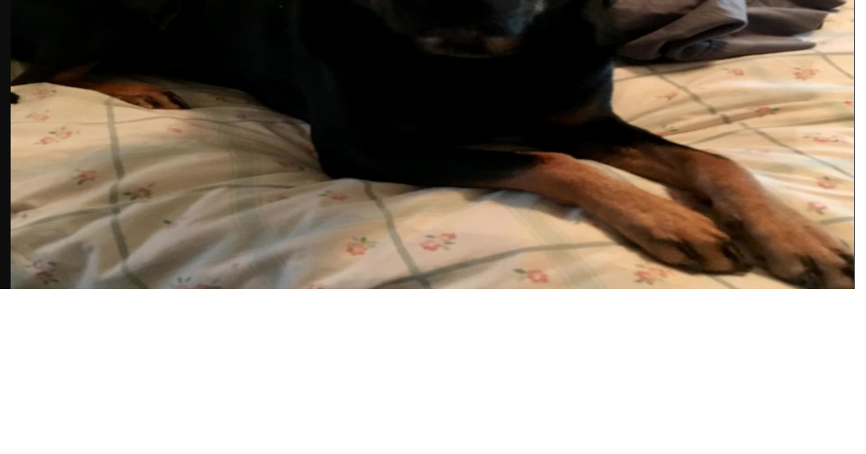 Lost Dogs, Black and Tan Dog in Foxfire Village UPDATE: FOUND | Pets ...