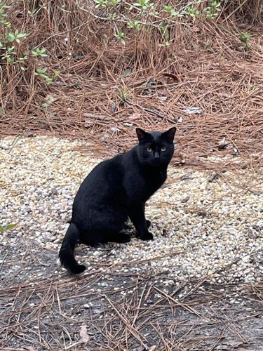 Found Cat, Black Cat in Southern Pines (Manly area) | Pets | thepilot.com