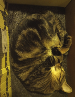 Lost Cat, Brown and Gold Tabby in Southern Pines UPDATE: FOUND | Pets ...
