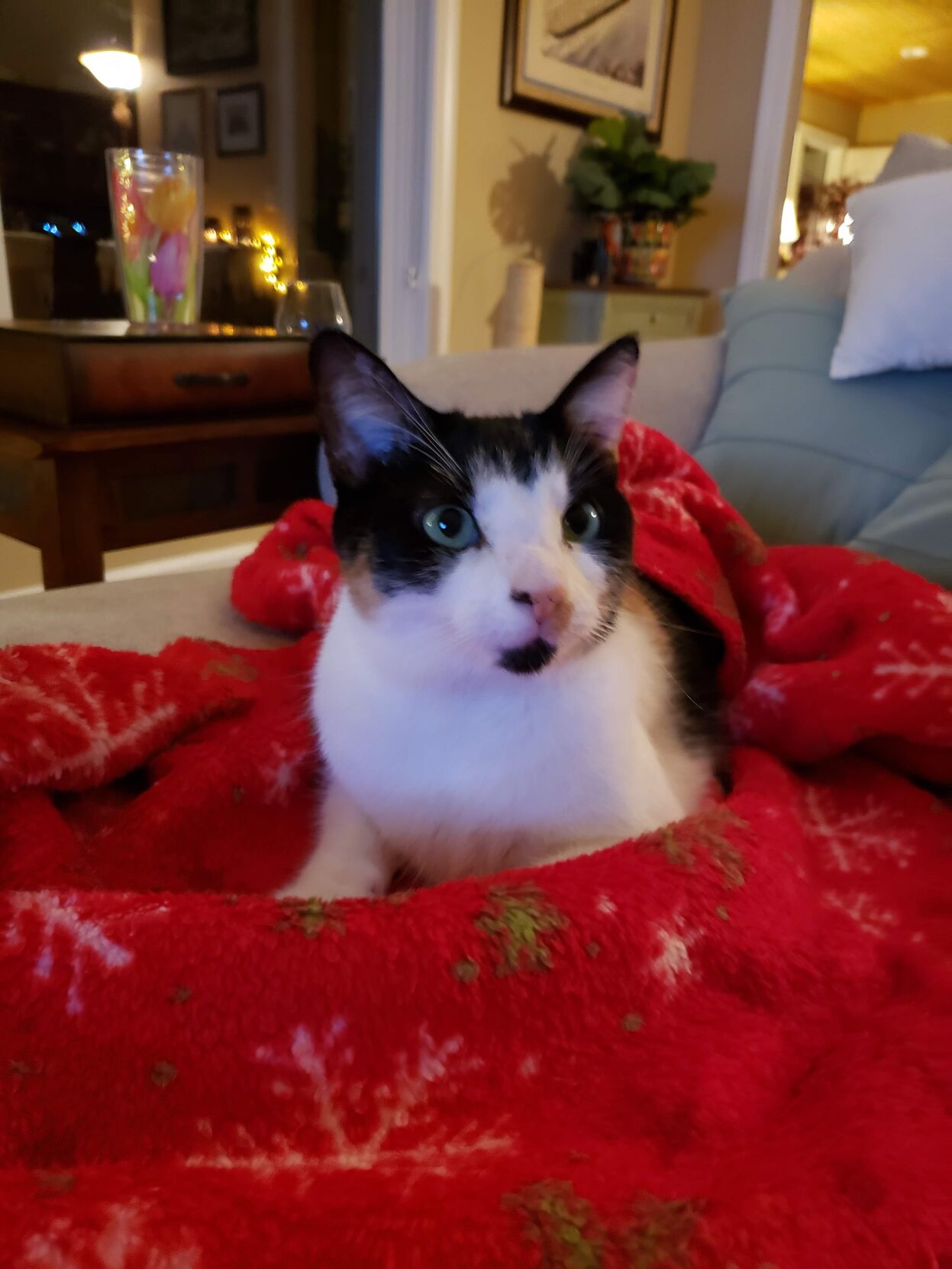 Lost Cat, Calico in Pinehurst | Pets | thepilot.com