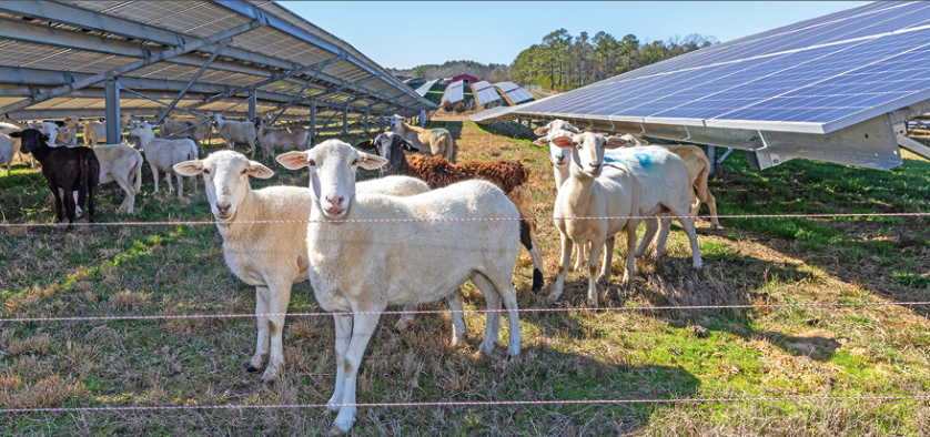 Sun-Raised Sheep: Farming on the Bleating Edge | Features | thepilot.com