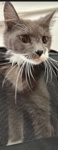 Found Cat, Grey and White Cat in Southern Pines | Pets | thepilot.com