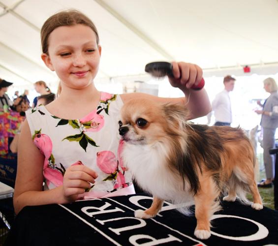 Moore County Kennel Club Annual Show | Gallery | thepilot.com