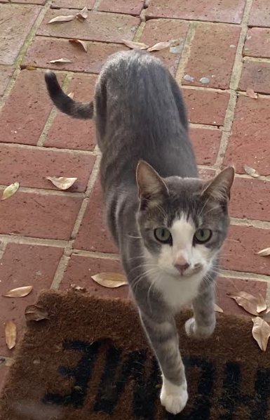 Found Cat, Grey and White Tabby in Southern Pines | Pets | thepilot.com