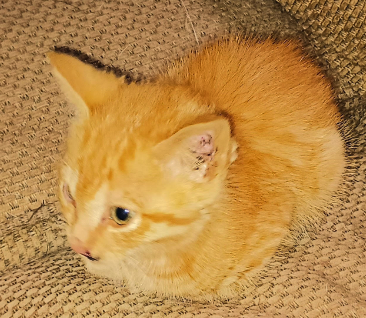 Found Cat, Orange Tabby Kitten in Woodlake (Vass area) | Pets ...