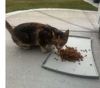 Found Cat, Calico Cat in Carthage | Pets | thepilot.com