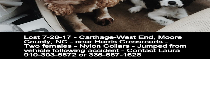 Lost Dogs, Two Cocker Spaniels UPDATE: FOUND | Pets | thepilot.com