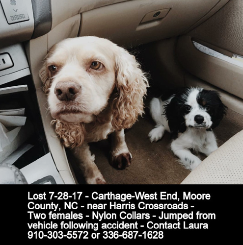 Lost Dogs, Two Cocker Spaniels UPDATE: FOUND | Pets | thepilot.com