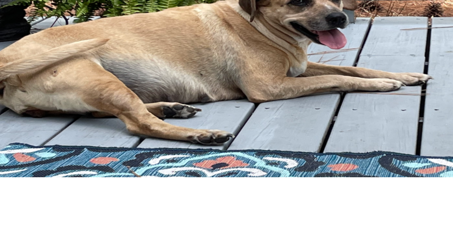 Found Dog, Tan Mixed Breed in Carthage UPDATE: HOME | Pets | thepilot.com