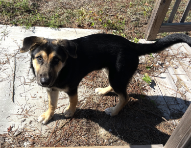 Lost Dog, German Shepherd Puppy in Aberdeen | Pets | thepilot.com