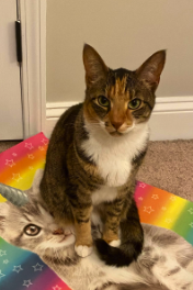 Lost Cat, Calico Cat in Whispering Pines | Pets | thepilot.com