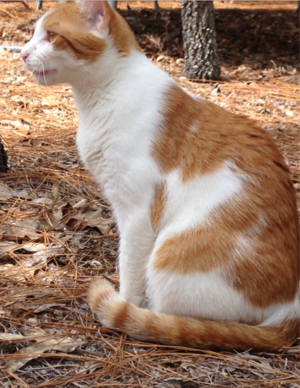 Lost Cat, Orange and White Tabby in Pinehurst UPDATE: FOUND | Pets ...