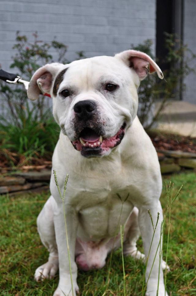 Pet of the Week: Bulldog Needs a Home | Features | thepilot.com
