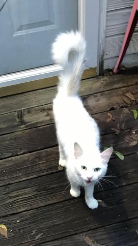 Found Cat, Longhaired White Cat in Aberdeen | Pets | thepilot.com