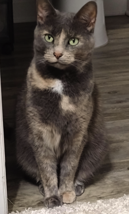 Lost Cat, Dilute Calico in Carthage (near Moore County Airport) UPDATE ...
