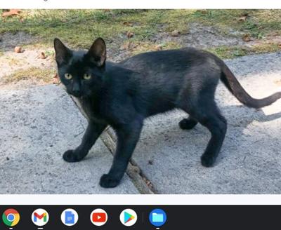 Found Cat, Black Cat in Southern Pines | Pets | thepilot.com