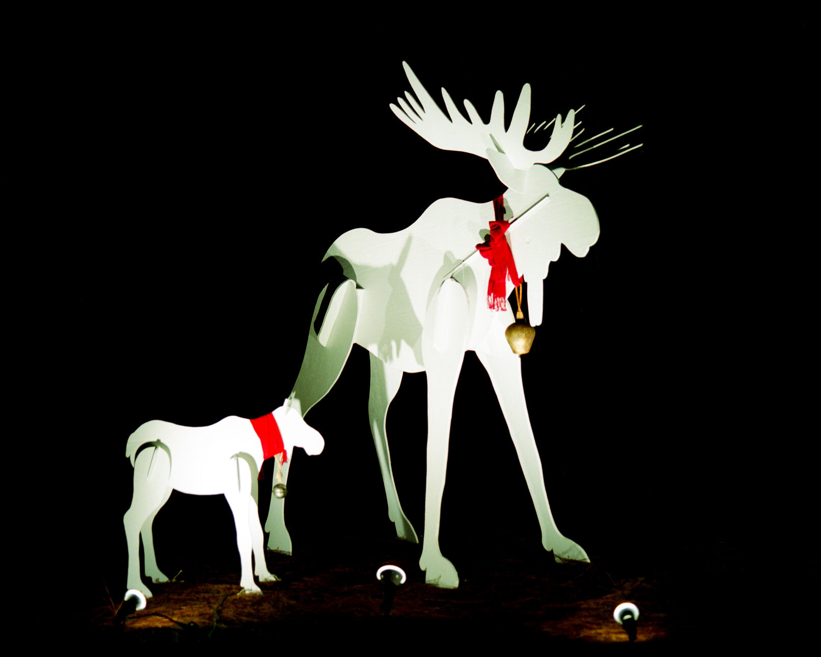 Pinewild Moose | Features | thepilot.com