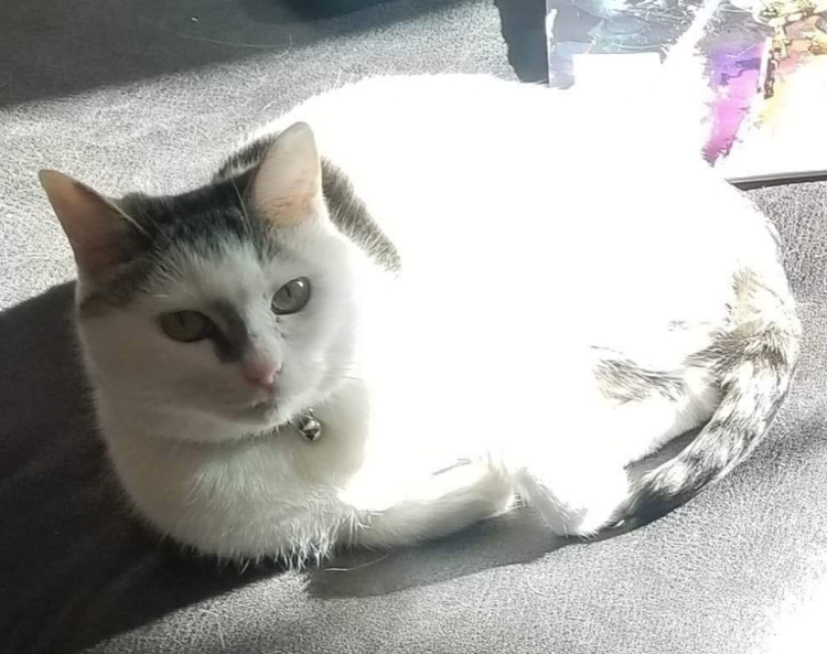 Lost Cat, White with Dark Spots in Aberdeen UPDATE: FOUND | Pets ...