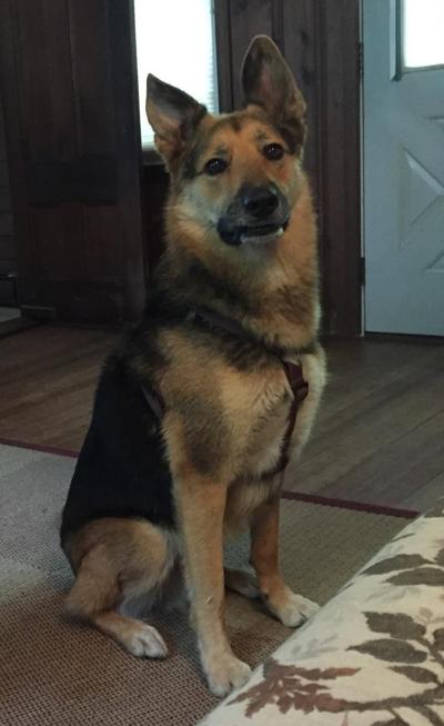 Lost Dog, German Shepherd mix in West End UPDATE: FOUND | Pets ...