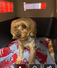 Found Dog, Yorkie Mix in Moore County | Pets | thepilot.com
