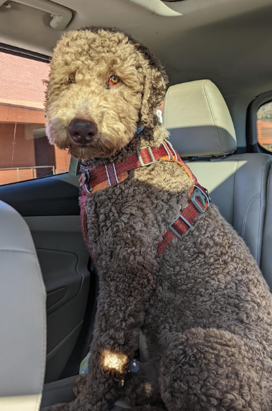 Lost Dog, Brown Poodle in Bennett UPDATE: FOUND | Pets | thepilot.com