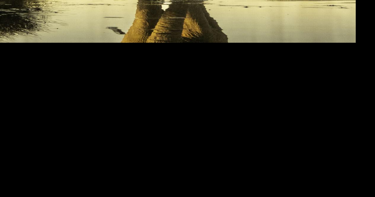 Wild Portraits Exhibit to Open | Features | thepilot.com