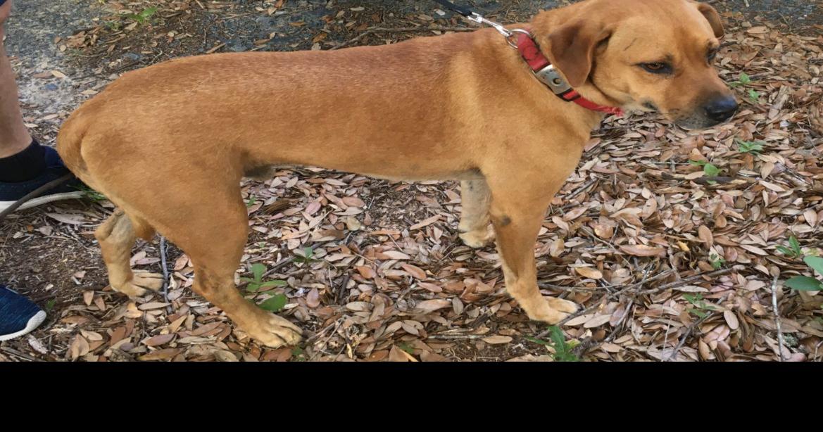 Found Dog, Tan Lab Mix in Foxfire UPDATE: OWNER LOCATED | Pets ...