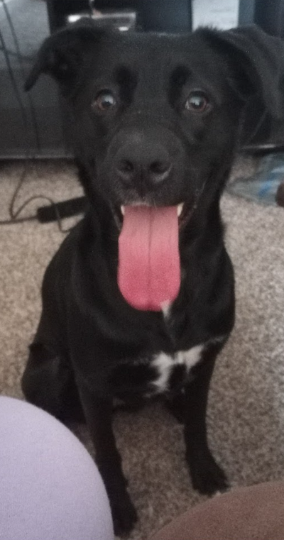 Lost Dog, Black and White Lab Mix in Seven Lakes North (West End ...