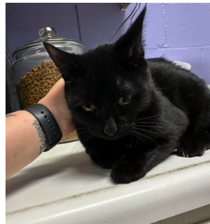 Found Cat, Black Cat in Southern Pines | Pets | thepilot.com