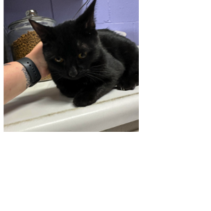 Found Cat, Black Cat in Southern Pines | Pets | thepilot.com