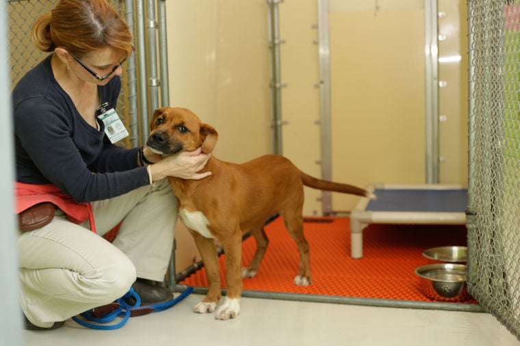 Volunteers at The Animal Center of Moore County | Multimedia | thepilot.com