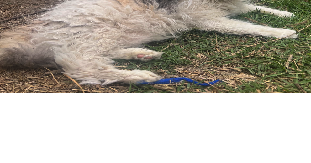 Lost Cat, Older Medium-Haired Calico Cat in Carthage UPDATE FOUND ...