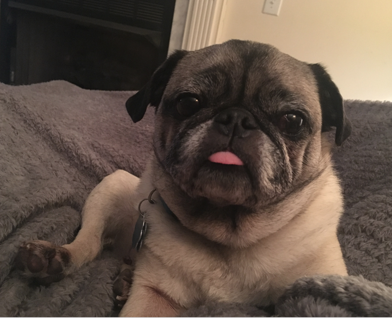 Lost Dog, Pug in Pinehurst UPDATE: FOUND | Pets | thepilot.com
