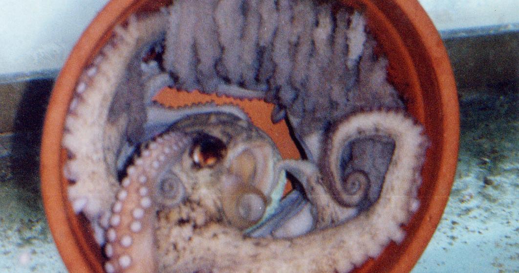 Ask the Aquarium: How Does an Octopus Reproduce? | Features | thepilot.com
