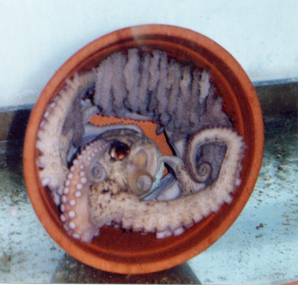 Ask the Aquarium: How Does an Octopus Reproduce? | Features | thepilot.com