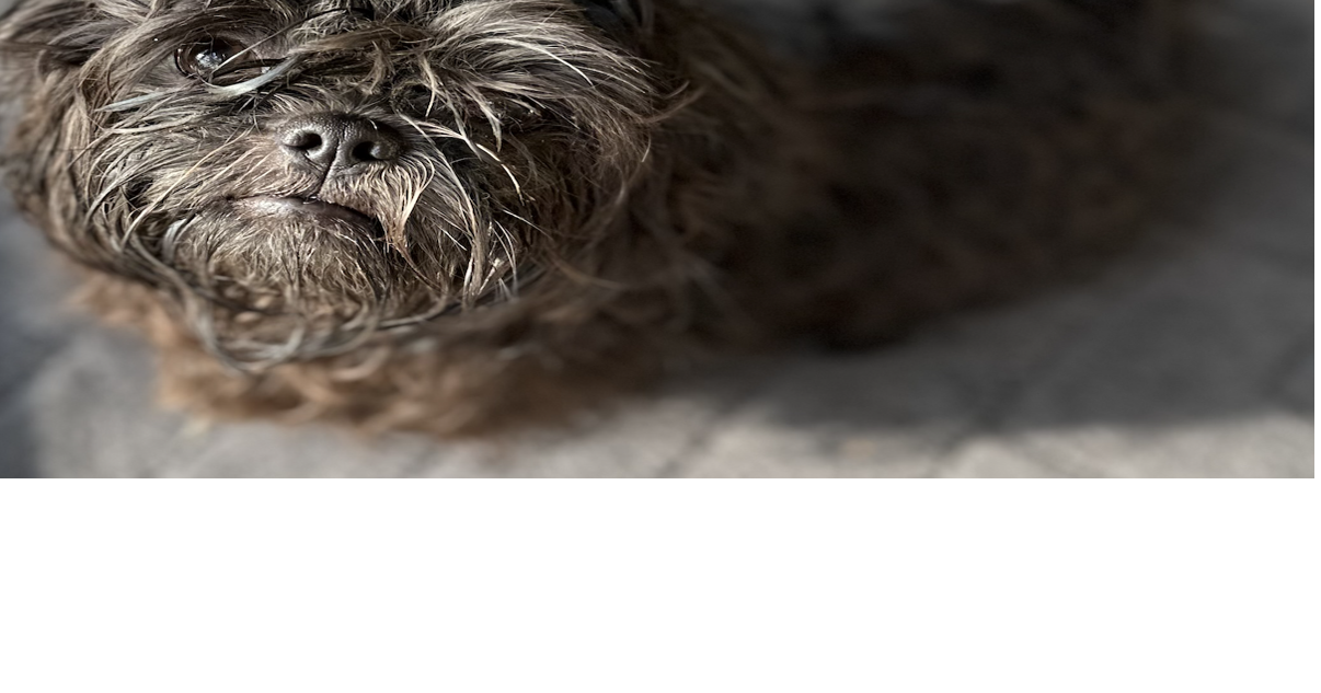 Found Dog, Black Shih-Poo in Whispering Pines | Pets | thepilot.com