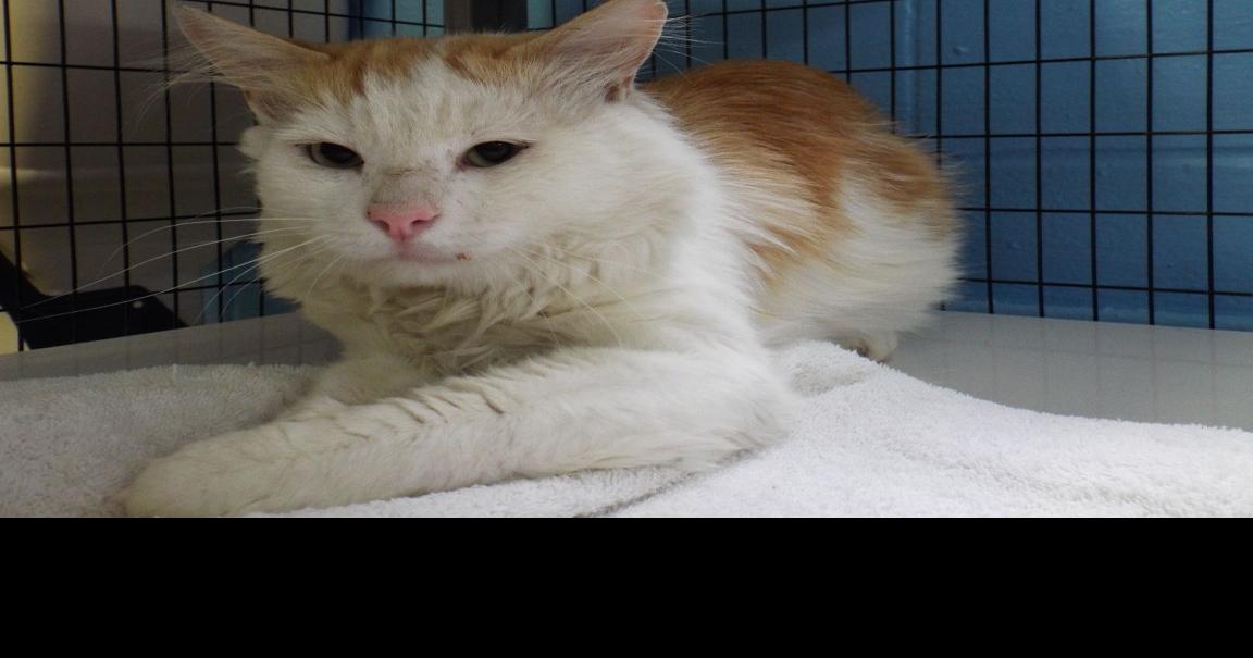 Found Pet: White and Buff Male Cat in Southern Pines | Pets | thepilot.com