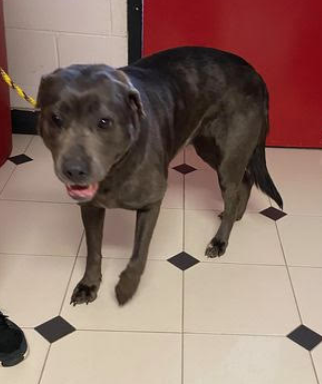 Found Dog, Silver Brindle Pit/Lab Mix in Aberdeen | Pets | thepilot.com