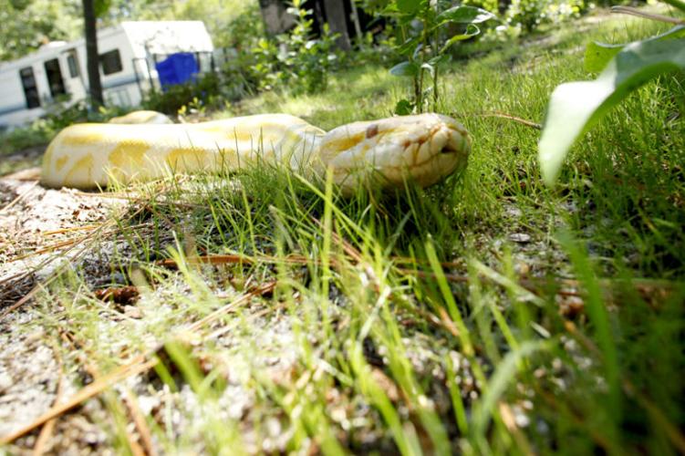 Midgard Serpents Reptile Sanctuary and Rescue | News | thepilot.com