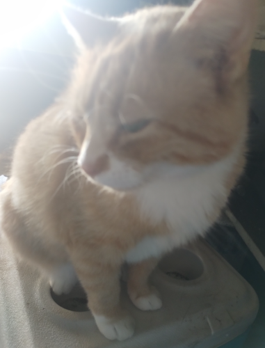 Lost Cat, Orange Tabby in Northern Moore (House in the Horseshoe area ...