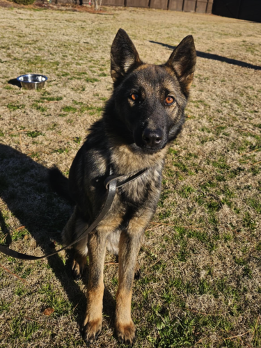 Found Dog, German Shepherd in Cameron | Pets | thepilot.com