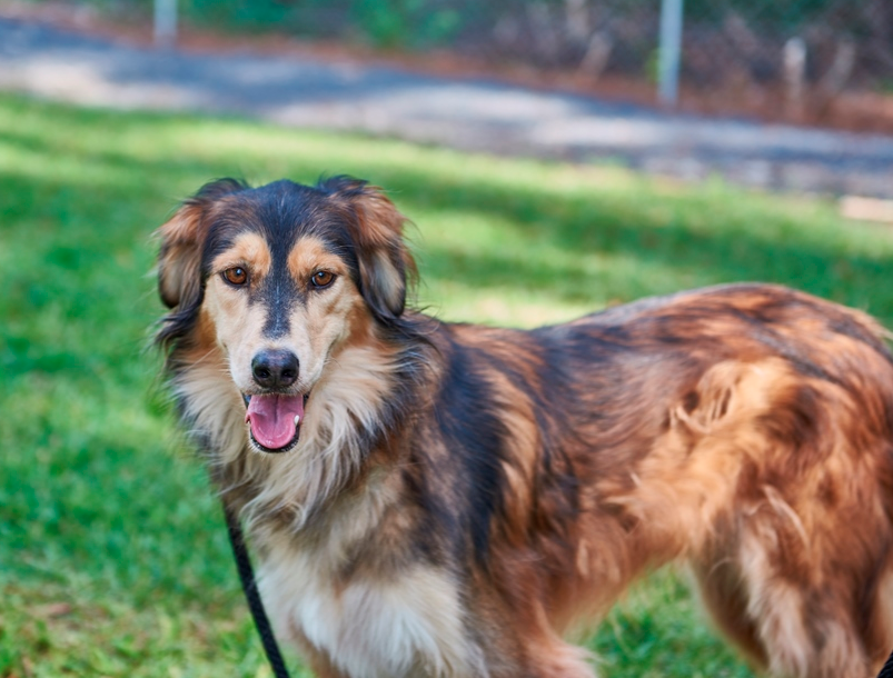Lost Dog, Irish Setter Husky Mix in Pinehurst UPDATE: FOUND AND HOME ...