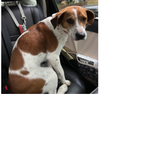 Found Dog, Red and White Pointer/Hound Mix in Carthage | Pets ...