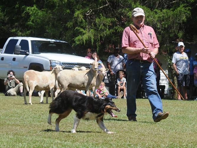 Malcolm Blue Farm Day | Gallery | thepilot.com