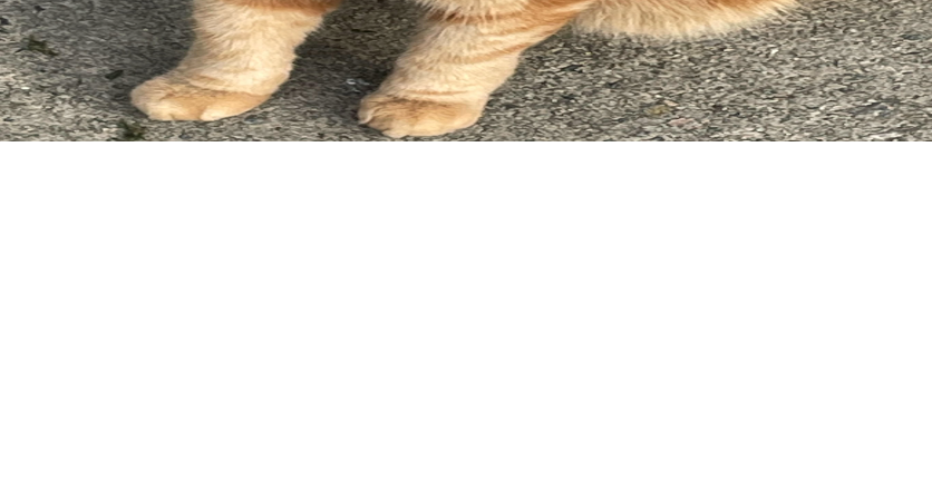 Found Cat, Orange Tabby in Aberdeen | Pets | thepilot.com