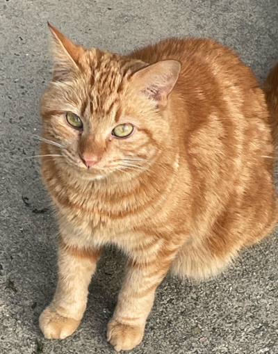 Found Cat, Orange Tabby in Aberdeen | Pets | thepilot.com
