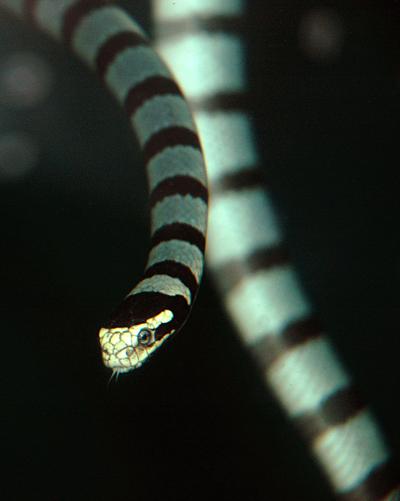 Ask the Aquarium: Should We Beware of Sea Snakes? | Features | thepilot.com